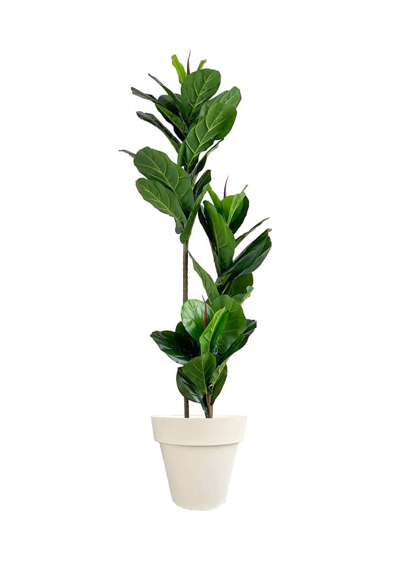Faux Ficus Lyrata Tree 150cm In Off White Planter - Events Partner
