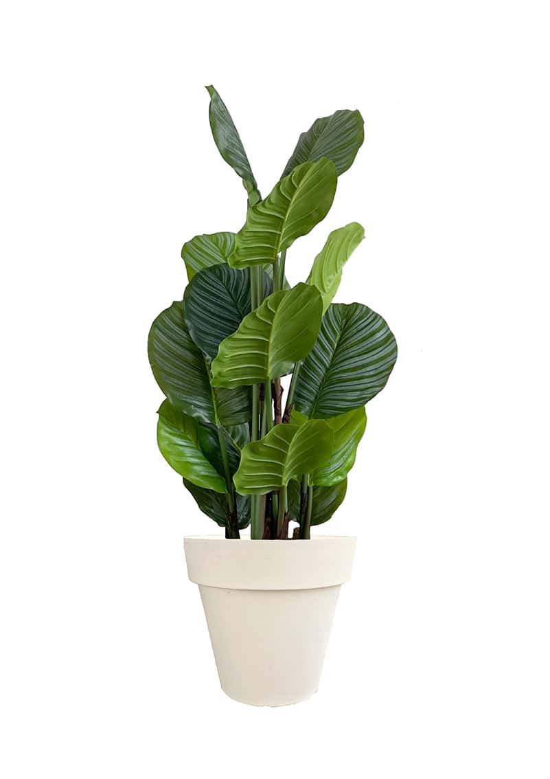 Faux Calathea Tree 110cm In Off White Planter - Events Partner