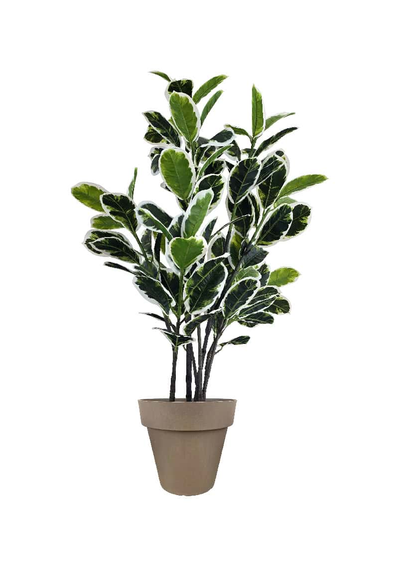 Faux Variegated White Fig 140cm In Brown Planter - Events Partner
