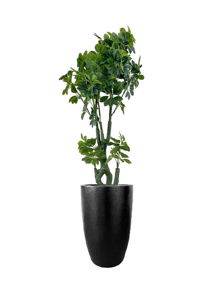 Faux Schefflera Tree In Fibre Large Black Planter (Est 200cmH) - Events ...